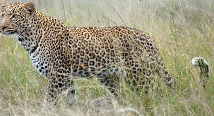 Leopards in Masai Mara (How Many) - Kambu Campers