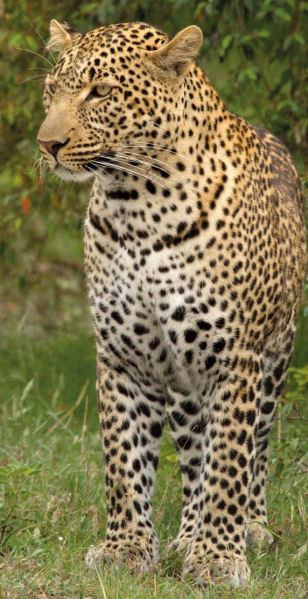 Leopards in Masai Mara (How Many) - Kambu Campers